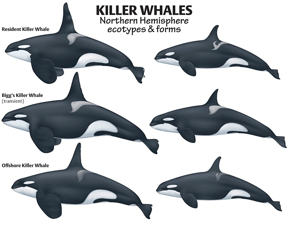 Nature Connections Series